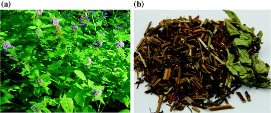 Mentha haplocalyx Briq. 薄荷 (Bohe, Mint) | SpringerLink