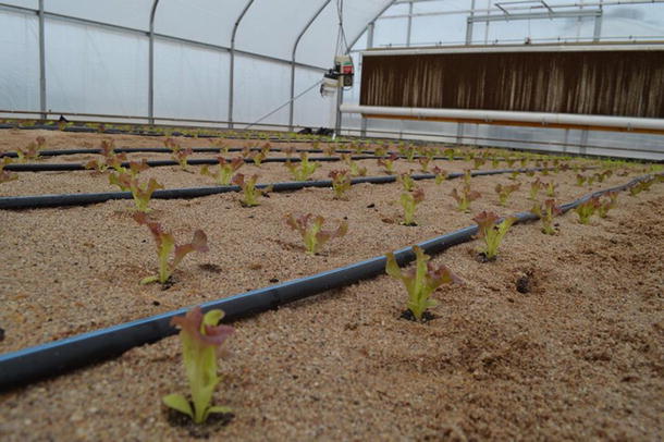 Hydroponic Irrigation Systems | SpringerLink