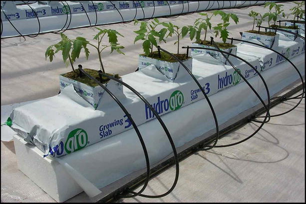 Hydroponic Irrigation Systems | SpringerLink