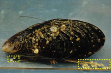 Mussel Adhesion | SpringerLink