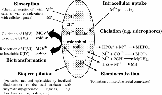 Metal–Microbe Interaction and Bioremediation | SpringerLink