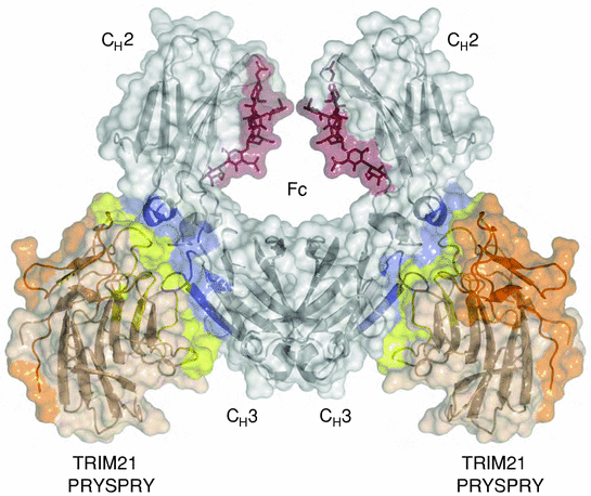 Intracellular Antibody Immunity and the Cytosolic Fc Receptor TRIM21 ...
