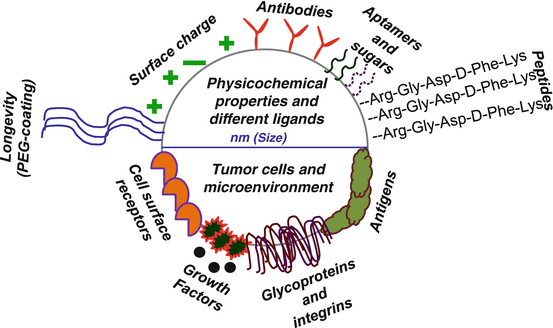 Passive vs. Active Targeting: An Update of the EPR Role in Drug ...