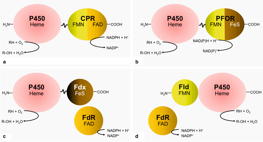 P450 Biotechnology | SpringerLink