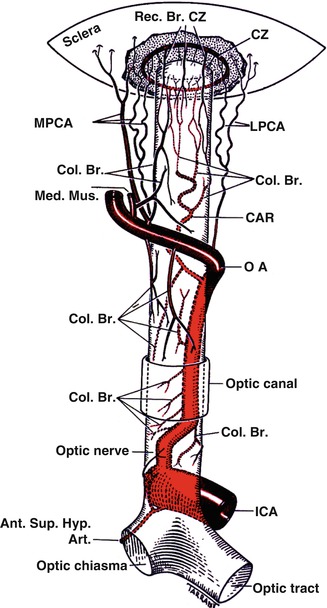 Blood Supply of the Optic Nerve Head | SpringerLink