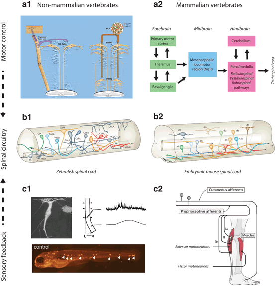 Sensorimotor Integration in the Spinal Cord, from Behaviors to Circuits ...