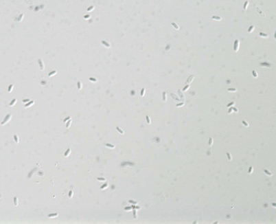 Basic Mycology | SpringerLink