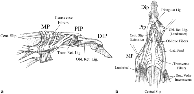 Closed Injuries: Bone, Ligament, and Tendon | SpringerLink