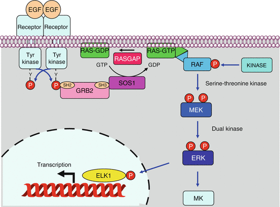 MAP Kinase Pathway | SpringerLink