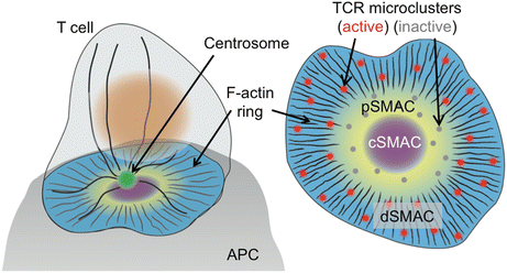 Immunological Synapse Formation: Cell Polarity During T Cell–APC ...