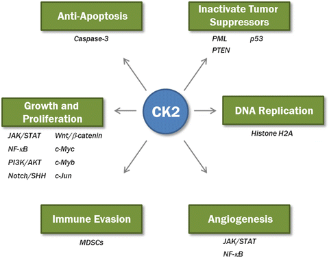 Protein Kinase CK2 and Dysregulated Oncogenic Inflammatory Signaling ...