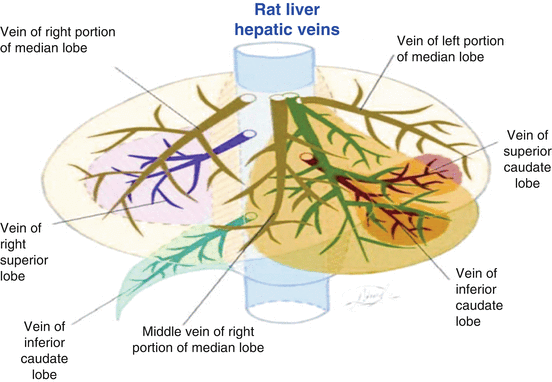 Experimental Liver Transplantation and Surgery | SpringerLink