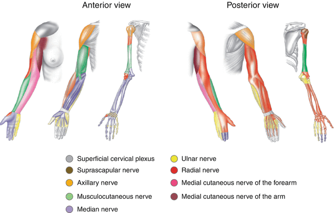 Regional Anesthesia for Elbow and Hand Surgery | SpringerLink