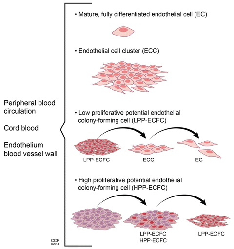 Endothelial Colony-Forming Cells in Pulmonary Arterial Hypertension ...