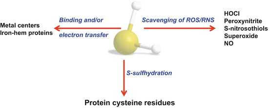 Persulfidation (S-sulfhydration) and H2S | SpringerLink