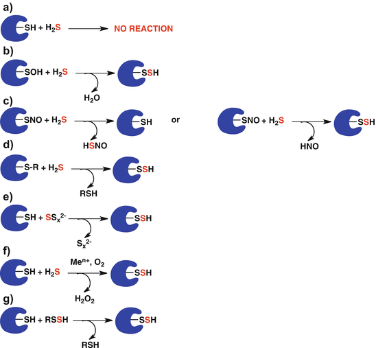 Persulfidation (S-sulfhydration) and H2S | SpringerLink