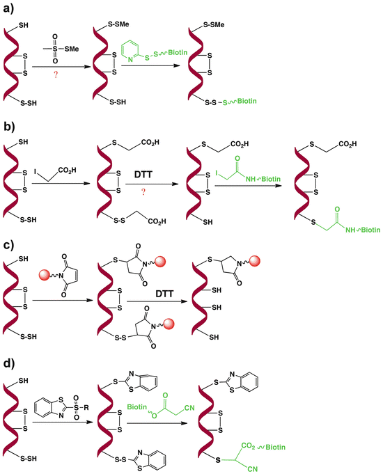 Persulfidation (S-sulfhydration) and H2S | SpringerLink