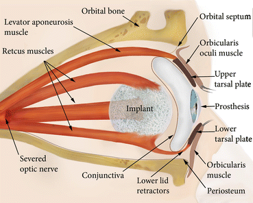 Anatomy and Physiology | SpringerLink