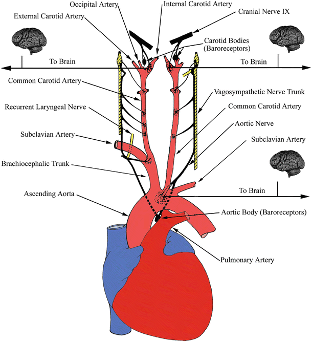 Autonomic Nervous System | SpringerLink