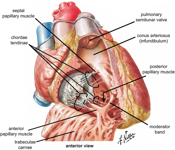 Anatomy of the Human Heart | SpringerLink