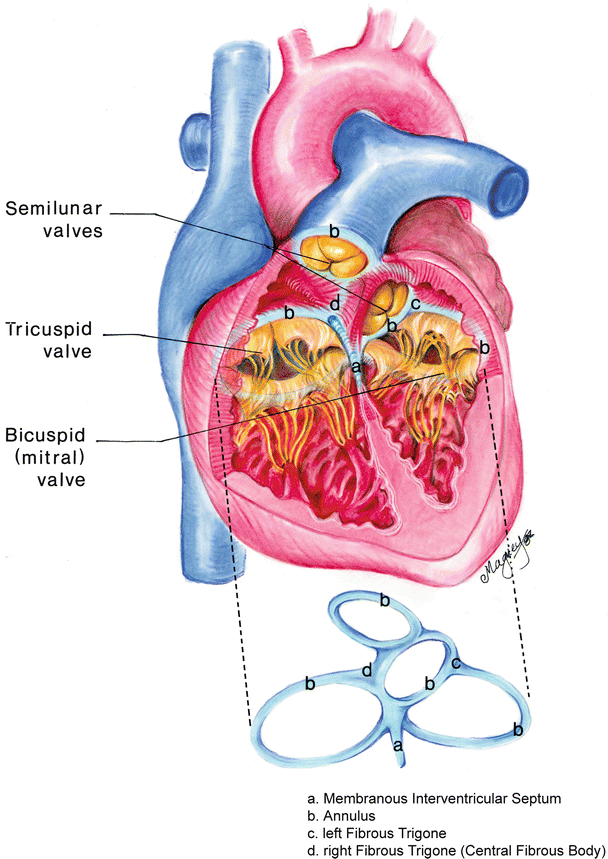 Anatomy of the Human Heart | SpringerLink