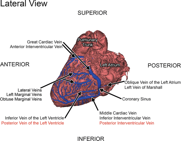 The Coronary Vascular System and Associated Medical Devices | SpringerLink