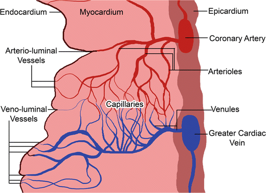 The Coronary Vascular System and Associated Medical Devices | SpringerLink