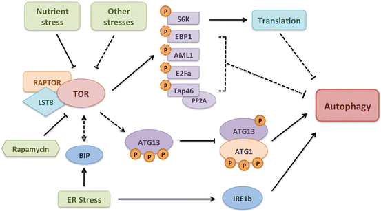 To Live or Die: Autophagy in Plants | SpringerLink