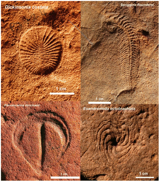 Early Earth Systems | SpringerLink