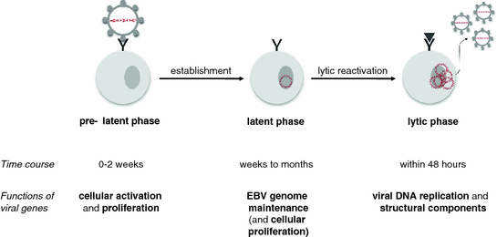 The Epigenetic Life Cycle of Epstein–Barr Virus | SpringerLink
