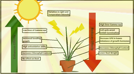 Effects of Gamma Radiation on Crop Production | SpringerLink