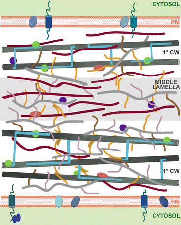 Hitting the Wall: Plant Cell Walls During Botrytis cinerea Infections ...