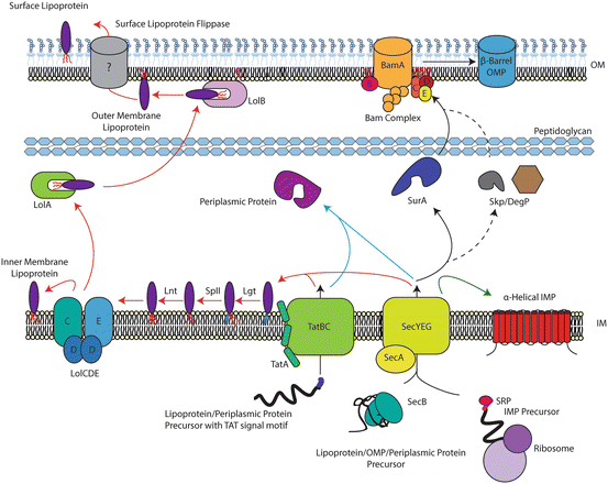 Structural Aspects of Bacterial Outer Membrane Protein Assembly ...