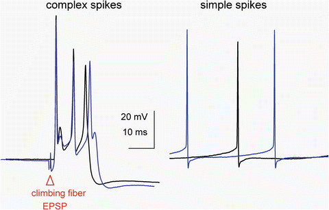 Simple Spikes and Complex Spikes | SpringerLink