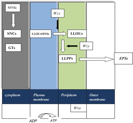 Exocellular Polysaccharides in Microalgae and Cyanobacteria: Chemical ...