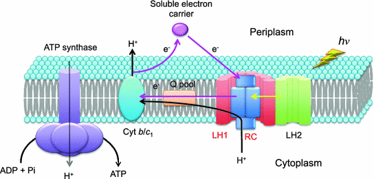 Recent Understanding on the Photosystem of Purple Photosynthetic ...