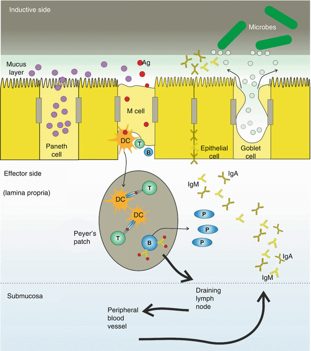 Mucosal Immunity | SpringerLink