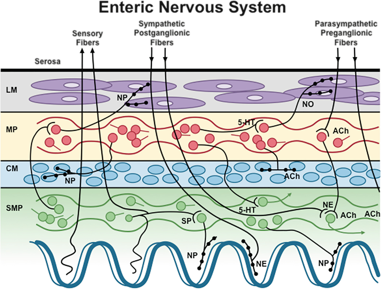 Colonic Physiology | SpringerLink