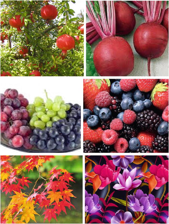 Occurrence of Anthocyanins in Plants | SpringerLink