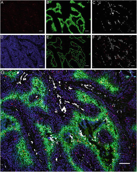 Staining Against Phospho-H2AX (γ-H2AX) as a Marker for DNA Damage and ...