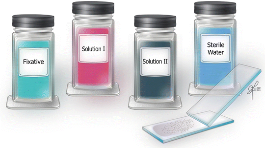 Sperm Morphology Stain (Diff-Quik®) | SpringerLink