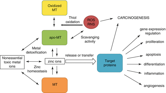 Metallothioneins: Structure and Functions | SpringerLink