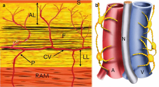 Anatomy of the Abdominal Panniculus | SpringerLink