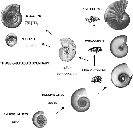 Evolution of Some Cephalopods During Major Extinctions | SpringerLink
