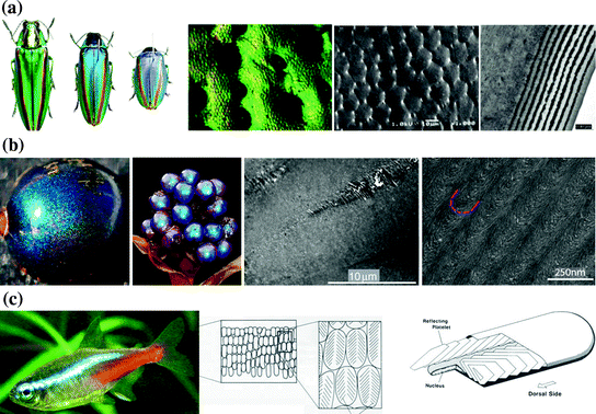 Structural Coloration | SpringerLink