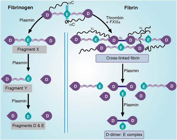 Plasmin-Antiplasmin System | SpringerLink