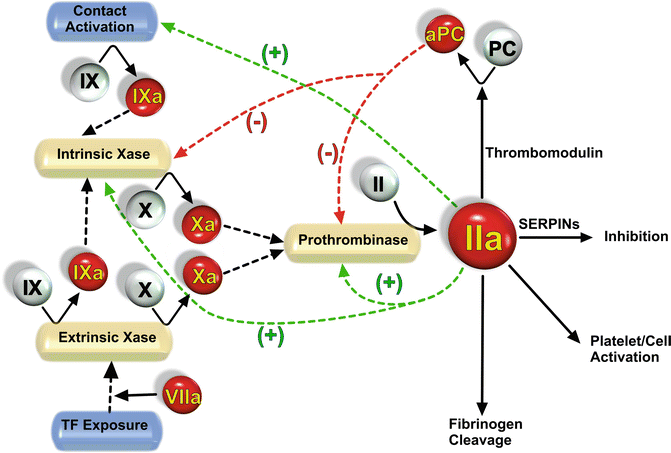 Thrombin Formation | SpringerLink