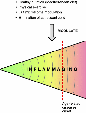 Inflammaging and Its Role in Ageing and Age-Related Diseases | SpringerLink