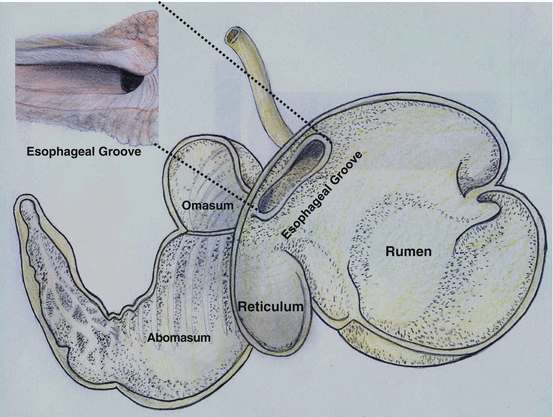 Anatomy and Physiology of the Rumen | SpringerLink