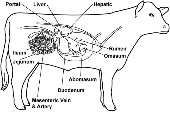 Net Nutrient Flux Across the Portal-Drained Viscera and Liver of ...